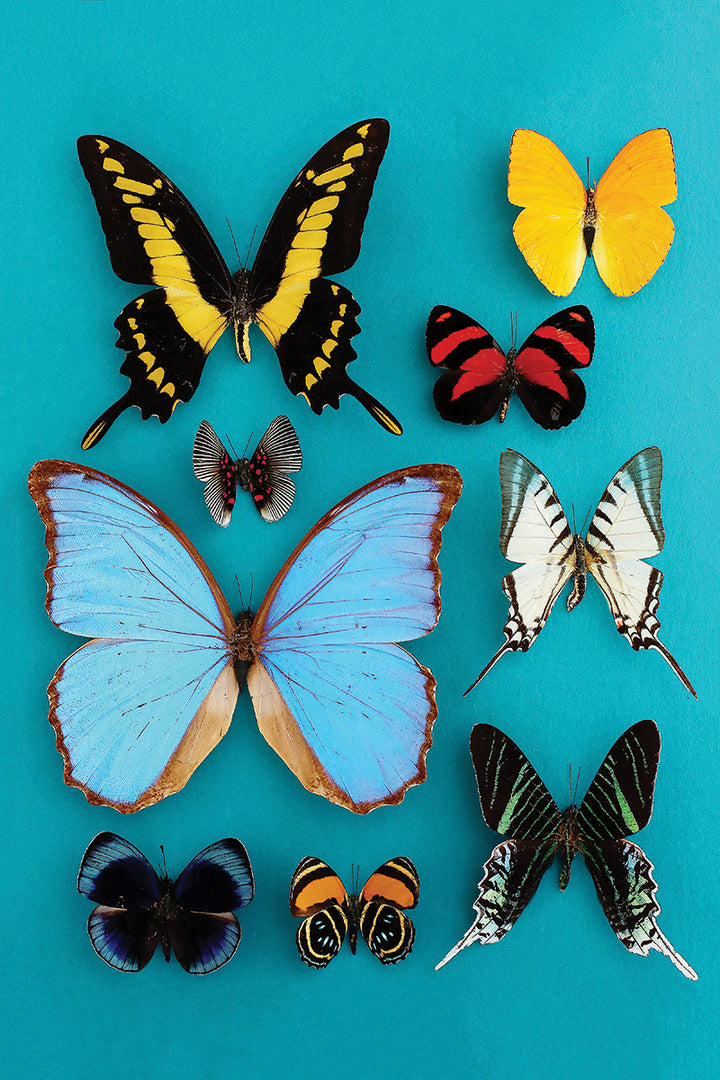 Apollo – Juniper Print Shop