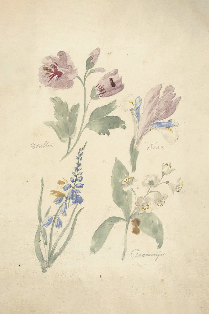 Floral Sketch IV – Juniper Print Shop