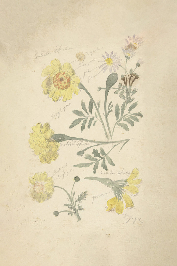 Floral Sketch I – Juniper Print Shop