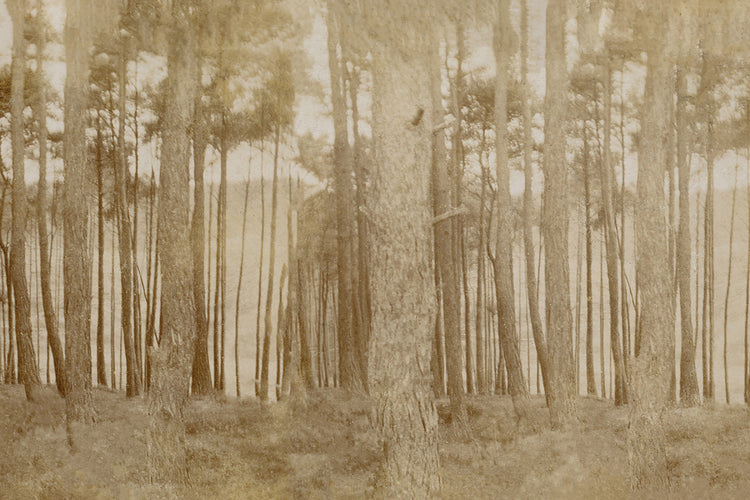 Sepia Trees II – Juniper Print Shop